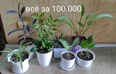 Продам комнатные цветы не дорого