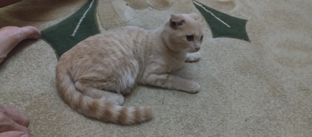 Вислоухий котенок 6 месяцев