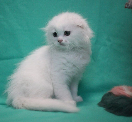 Scottish-fold, вислоухий мальчик!!