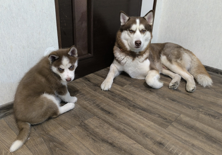 Вязка Сибирский Хаски