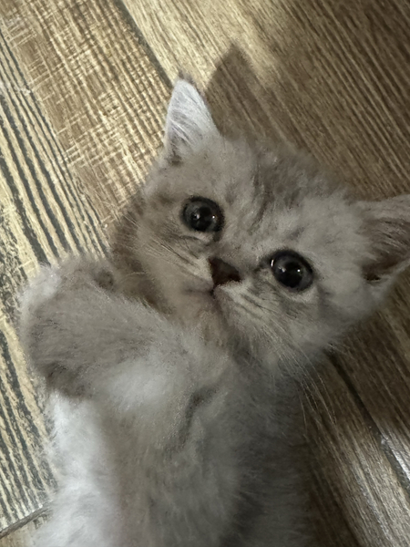 3 месячный котенок
