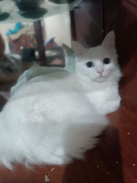 Mushuk bolalari sotiladi shkot folt,strayt
