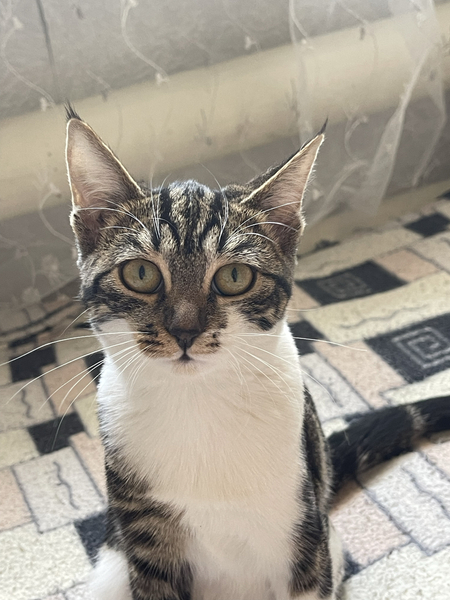 Отдаем даром котенка