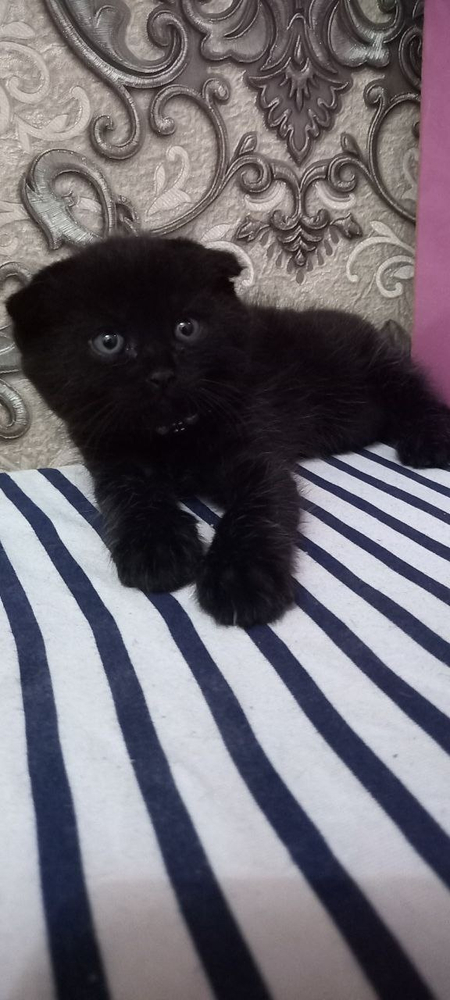 Срочно продаётся котёнок девочка