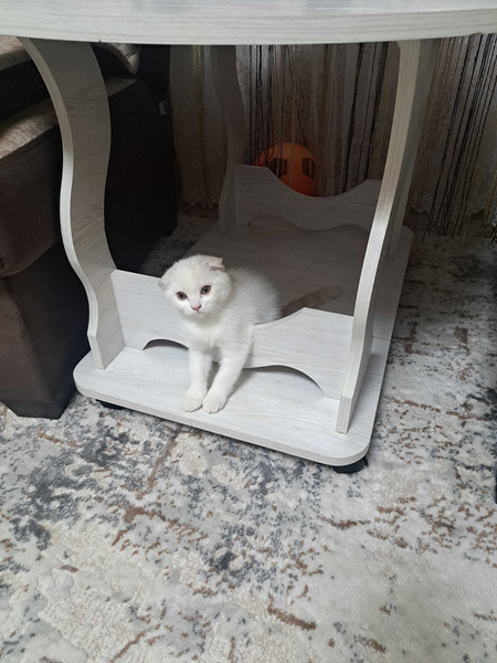 Вислоухие котята