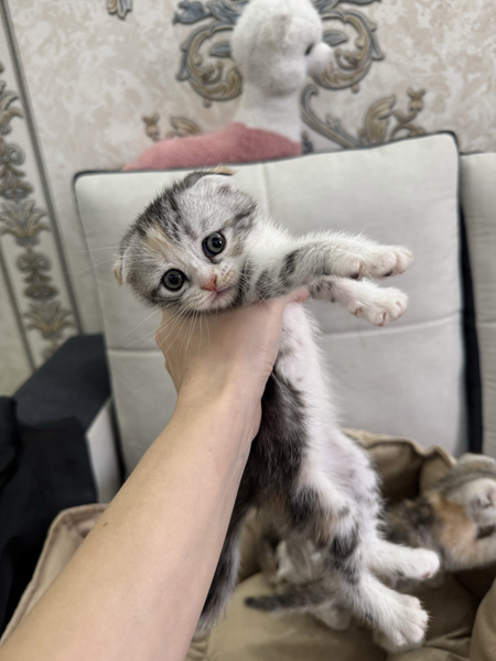 Котята скоттиш фолд