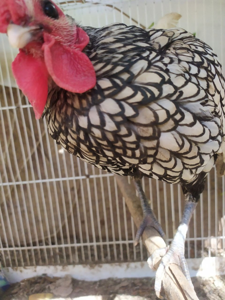 Sibray  serebristiy