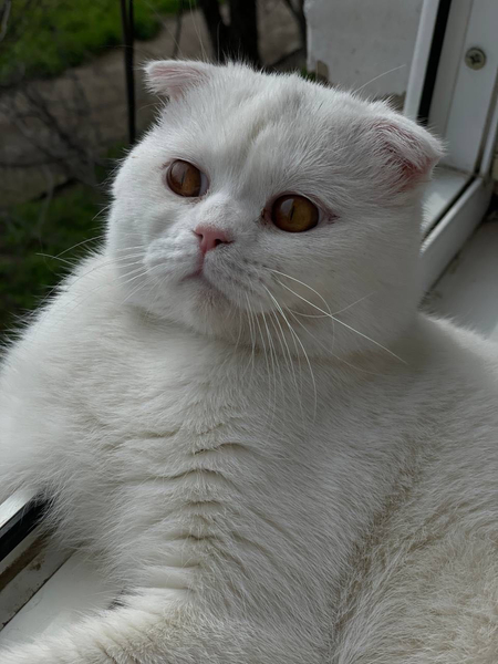 Mr. Muiz кот для вязки