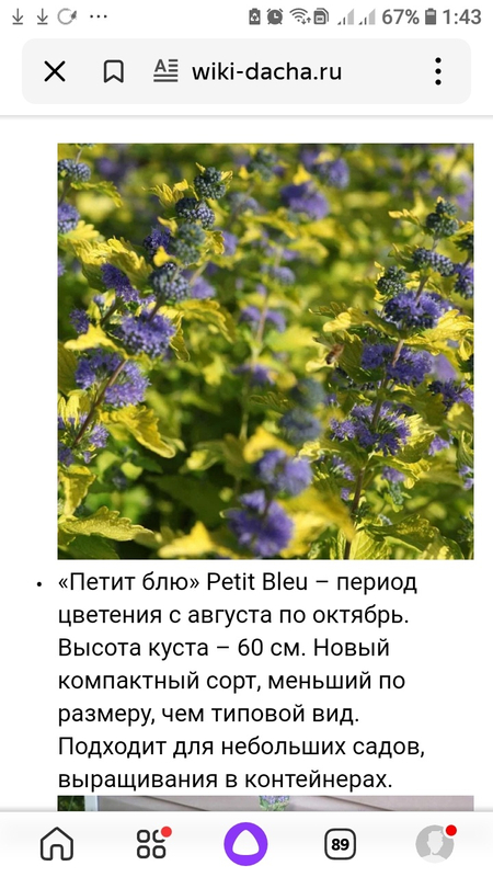 Кариоптерис 