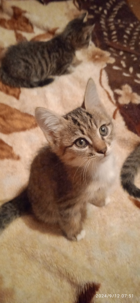 Бесплатно отдам котят в хорошие руки