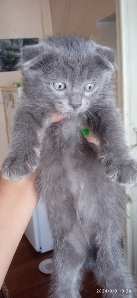 Продаётся породистый котёнок шотландский скоттиш фолд. Девочка.