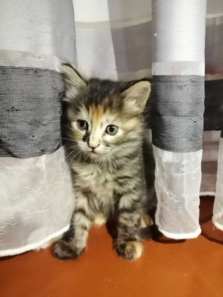 Отдам котят бесплатно