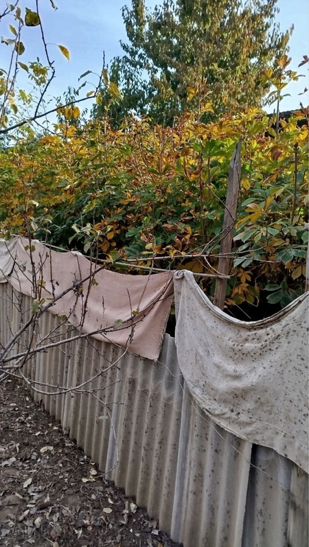 Каштан (Kashtan) дерево оптом