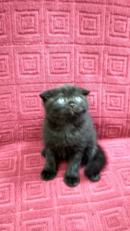Продаются котята породы скотиш