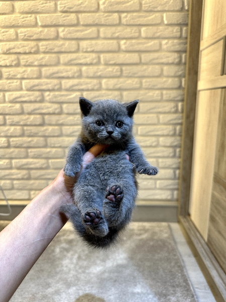 Продаются котята Страйт и фолд