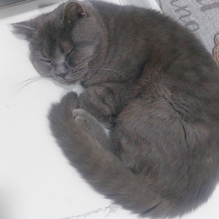 Кошка швейцарски