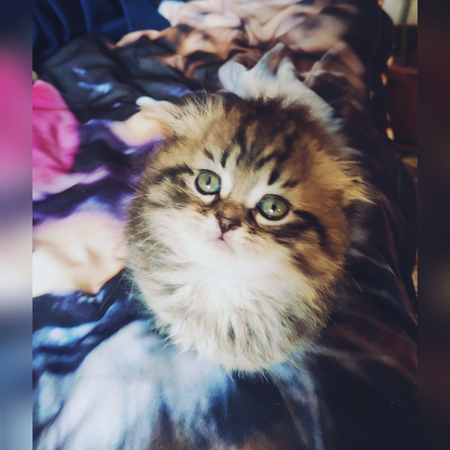 Шотландский Скоттиш фолд мальчик