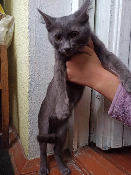 Котёнок продаётся