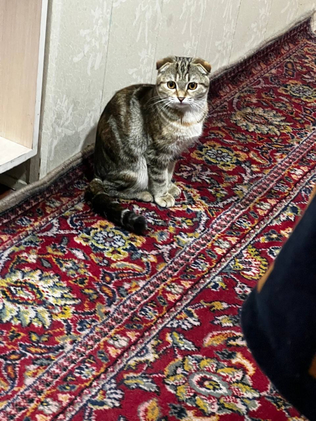 Вязка кошки