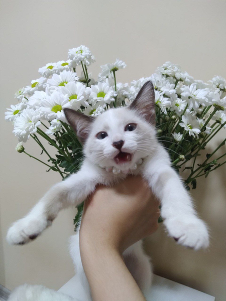 Продается сиамская кошка котенок