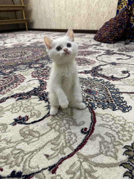 Shinshilla Bolalari