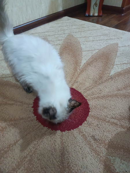 Балинизийкий котёнок!