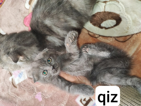 Продаются котята и мама хейланд фолд