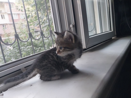 Котёнок в добрые руки