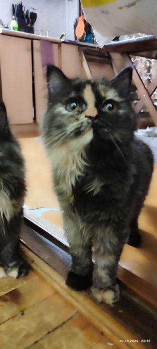 Продаются котята персидской породы