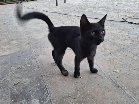 Котёнок мальчик  2 месяц