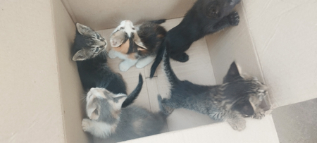 Mushukchalar 1yarim  oylik sotiladi strayt zotli aqilli toza