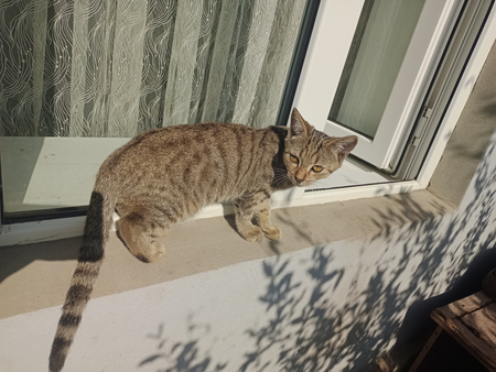 Отдам котят в хорошие руки