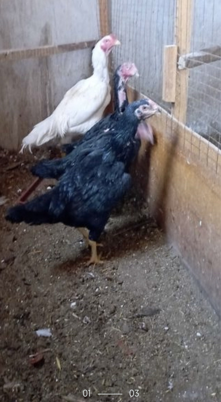 Kulangi tuxumlari sotiladi