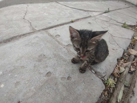 Отдам котят в добрые руки.