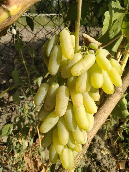 Uzum ko'chatlariming barcha navlari sotiladi narxi 3000 so'mdan