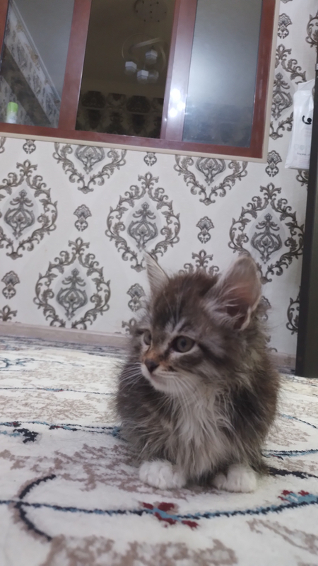 3 oylik mushuk bolasi