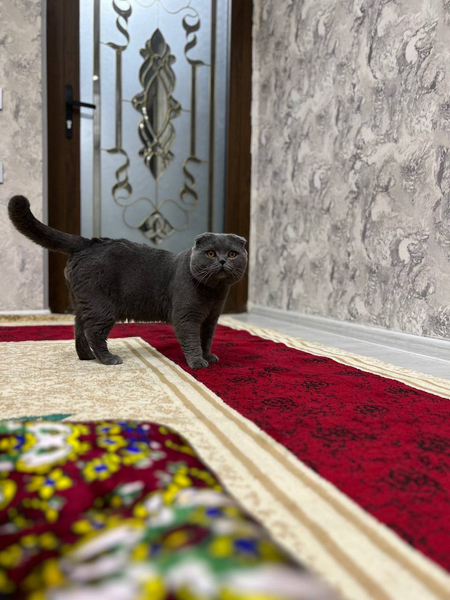 Кот на вязку Скотиш фолд