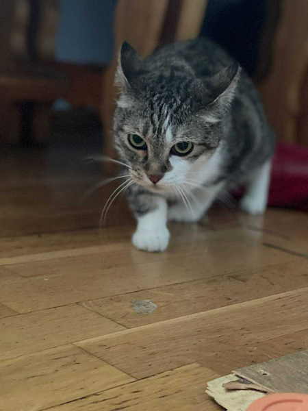 Кошка 3 года, добрая