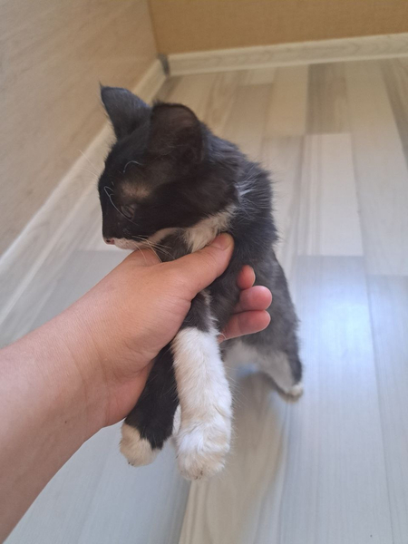 Котёнок отдам в добрые руки