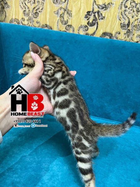 Бенгалы с родословной