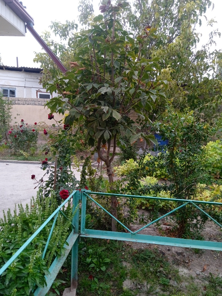 Каштан ку́чати 8 йиллик