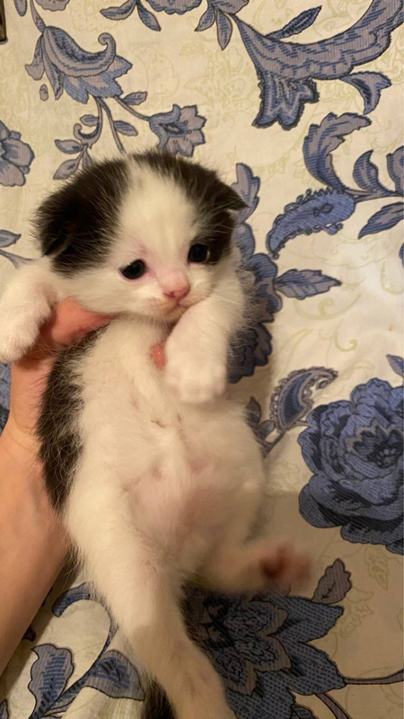 Продается котёнок скотиш фолд мальчик