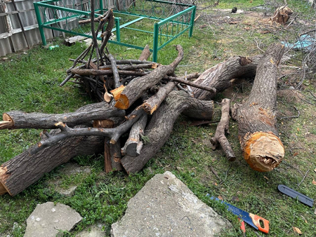 Дрова урючины свежие