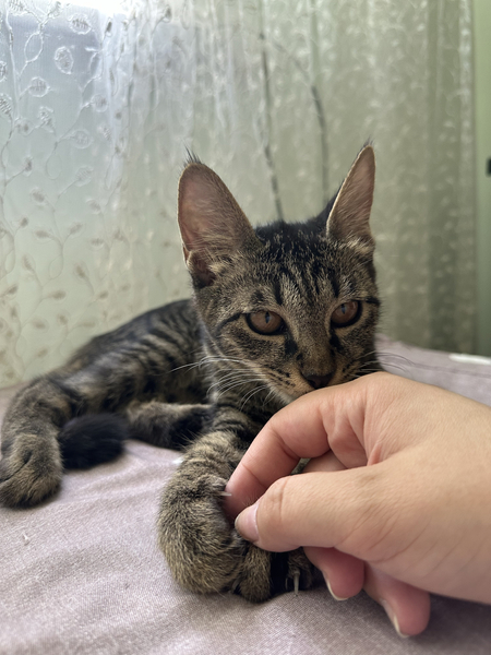 Котенок в добрые руки. Девочка, 2 месяца.