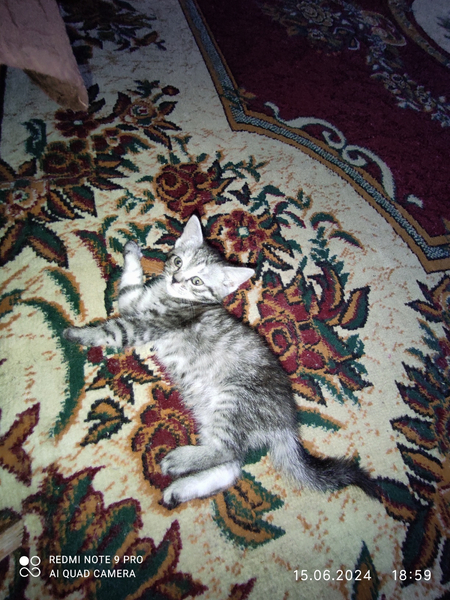 Продается котенок породы скоттиш фолд