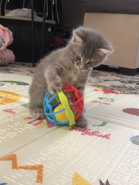 Котенка Персидская + Скоттиш страйт