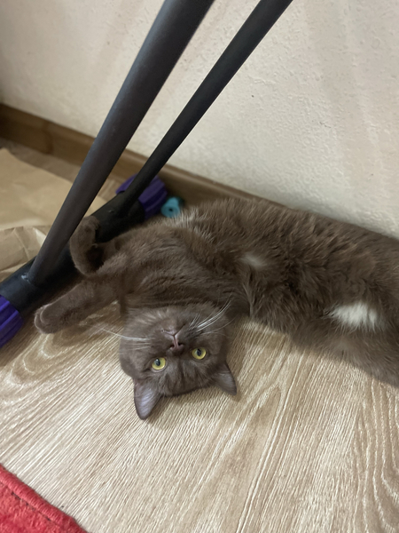 Молодой Шотландский кот приглашает невест