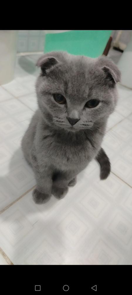 Scottish fold 3.5 oylik