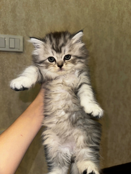 Котятки микс шиншиллы и выслоухой скотиш фолд