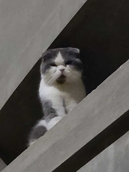 Вяска Скотиш Фолд